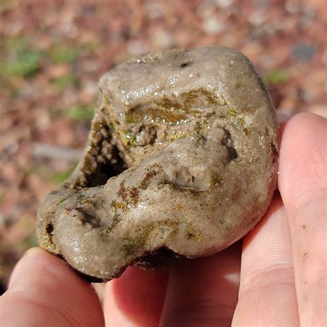 Hollow Stromatoporoid Sponge Fossil Small Coral And Shells Stromatopora Paleozoic Rock Lake