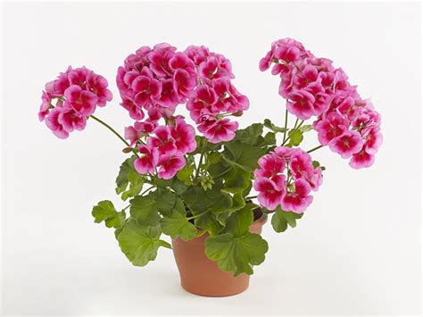 Pelargonium (Pelt. X Zon. Grp) Calliope Rose Splash