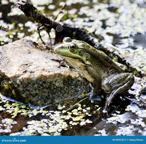 Green Frogs On The Pond Stock Image Image Of Duckweed 99257677