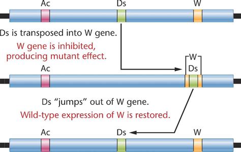 Chapter 15 Gene Mutation DNA Repair And Transposition
