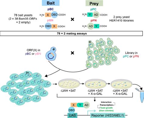 Bam35 B Thuringiensis Y2h Interactome Screening Schematic