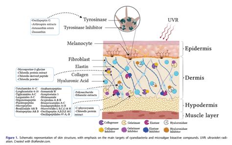 Cyanobacteria And Microalgae Bioactive Compounds In Skin Ageing Potential To Restore