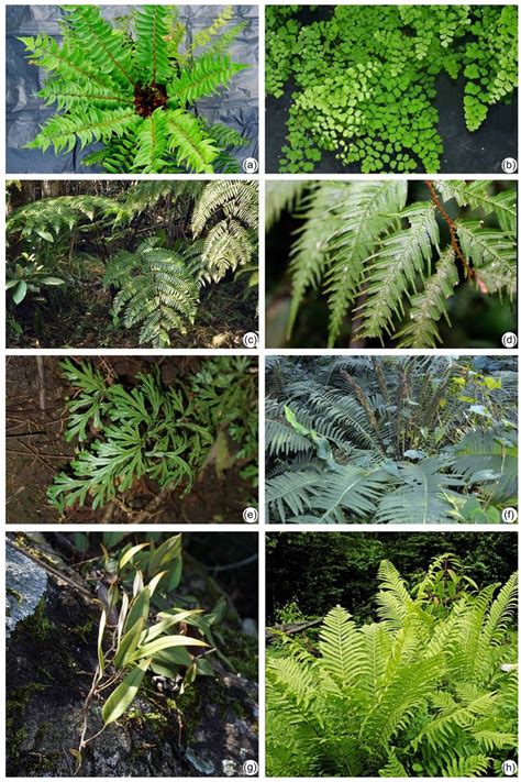 Pteridophyta Examples