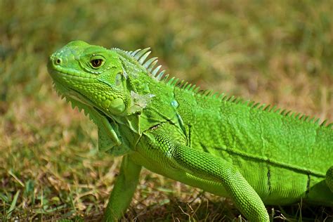 Understanding Kafka Command Line Interface Cli Commands By Sonu