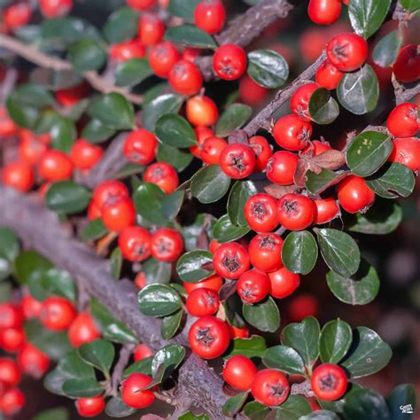Cotoneaster Lowfast — Green Acres Nursery And Supply