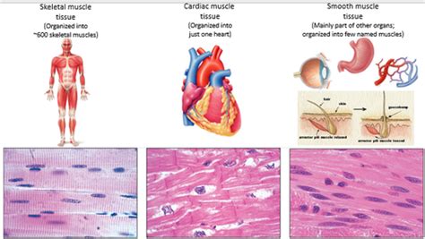 4 General Principles Of Skeletal Cardiac And Smooth Muscle Ii Flashcards