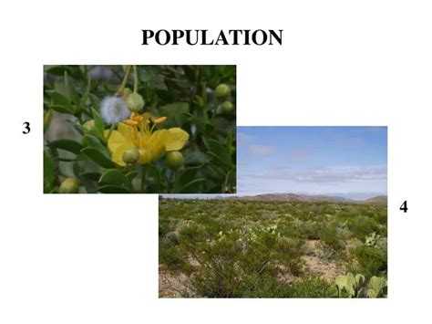 PPT POPULATION PowerPoint Presentation Free Download ID 3829479