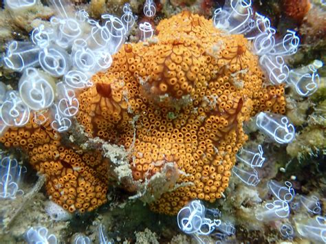 Botrylloides Galore At St Helens