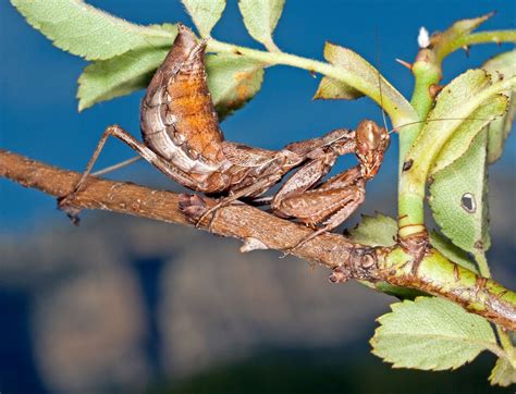 Spined Dwarf Mantis Sixth Extinction Wiki Fandom