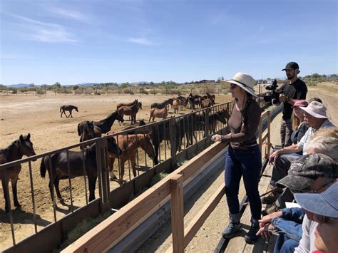 Blm Offering Public Tour Of Indian Lakes Off Range Corrals In Fallon