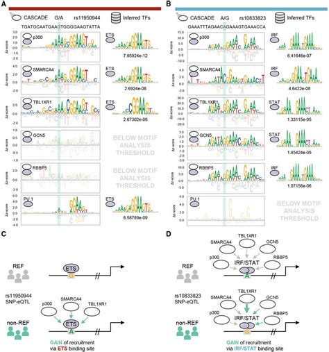 Constructing Models With Cascade For Snp Eqtls Download Scientific