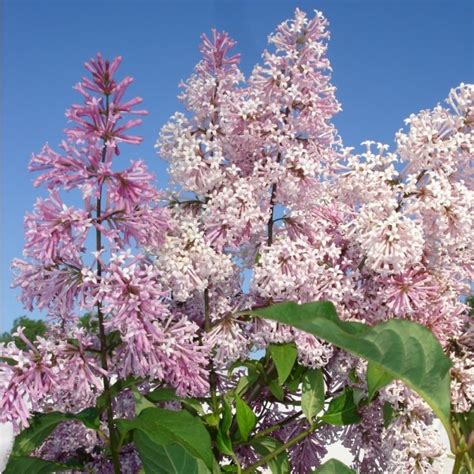 Syringa Josikaea