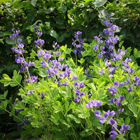 Blue False Indigo Baptisia Australis Servescape