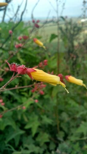 Kosteletzkya tubiflora es un especies de plantas con 20 observaciones ...
