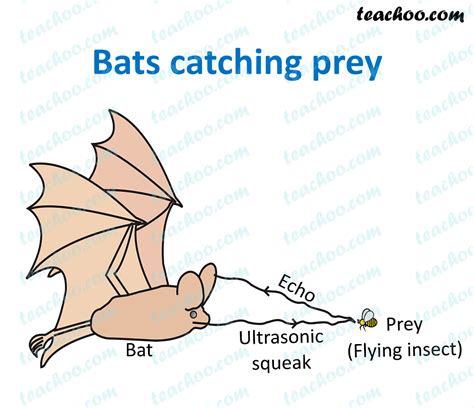 Range Of Hearing Ultrasound And Infrasound Class 9 Sound Teachoo