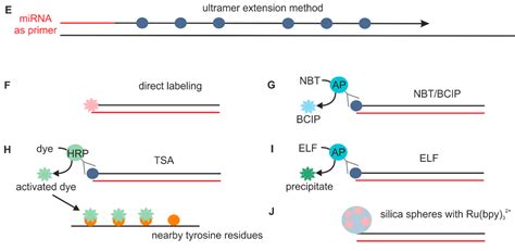 In Situ Hybridization Chromogenic Detection At Samantha Tomlinson Blog