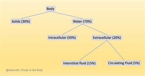 Dehydration Loss Of Fluid And Electrolytes