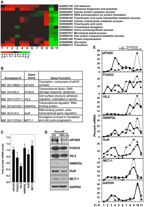 Analysis Of Microarray Data In Hela Cells A Functional Categories Of