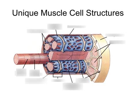 series elastic component diagram quizlet