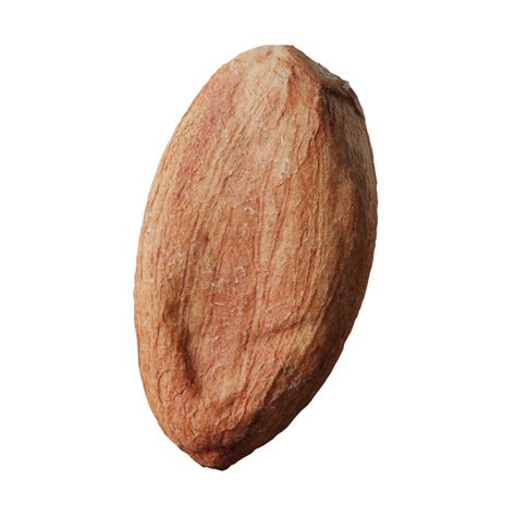 Cocoa Bean 05 3d Model Veedpo