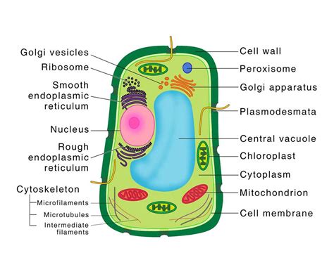 Visualizing Concepts The Power Of Labeled Diagrams