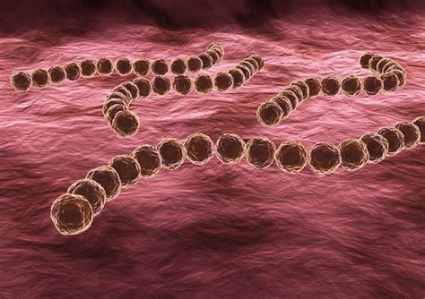 Premium Photo Streptococcus Pyogenes Is A Highly Infectious
