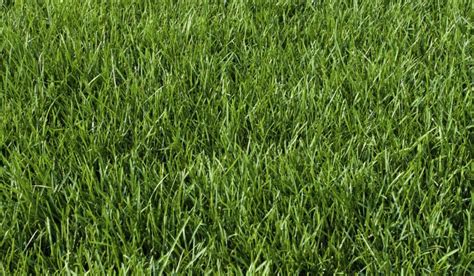 Whats The Best Time Of Year To Plant Kentucky Bluegrass