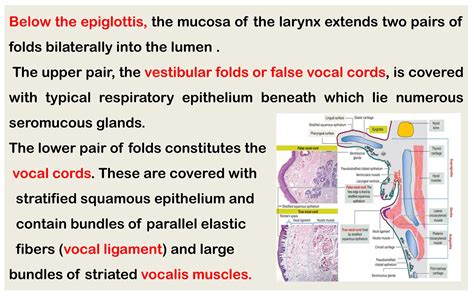 Lec 5 Histologypdf Respiratory Systems Pdf