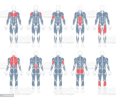 근육계 인체 남성 해부학 Athletyc 피트니스 Trainig 체육관 운동 벡터 일러스트 레이 션 전면 및 후면보기 근육에 대한 스톡 벡터 아트 및 기타 이미지 Istock