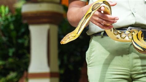 Distinguishing Venomous And Non Venomous Snakes Your Safety Guide