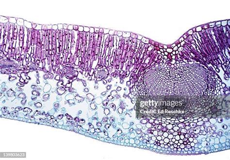 Cross Section Animal Cell Foto E Immagini Stock Getty Images
