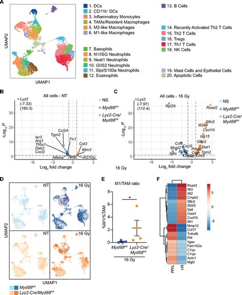 Scrnaseq In Untreated And Rt Treated Tumors From Myd88flfl And