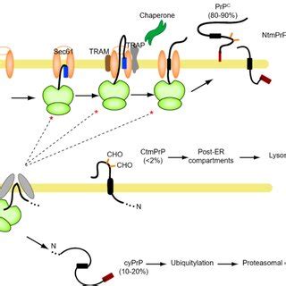 Schematic Summary Of The Biosynthesis And Trafficking Of Cellular PrP Download Scientific