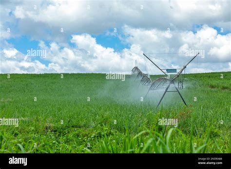 Irrigation Of Sugarcane Plants Against Cloudy Blue Sky During