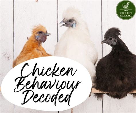 Understanding Chicken Behaviour Insights Into Natural And Social