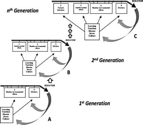 Reciprocal Causation In The Nine Level Model Download Scientific Diagram