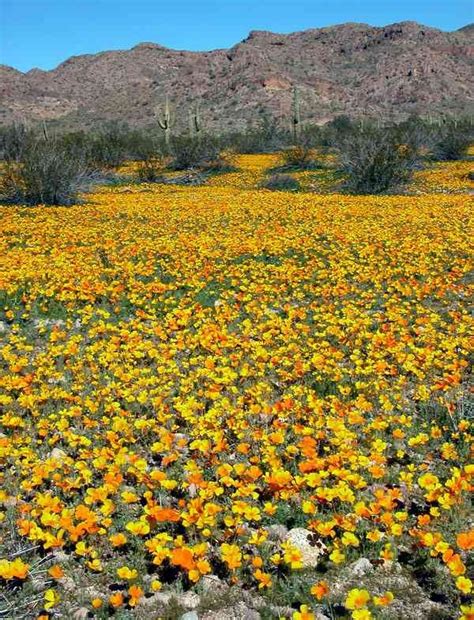 Arizona Desert Flowers With Butterflies