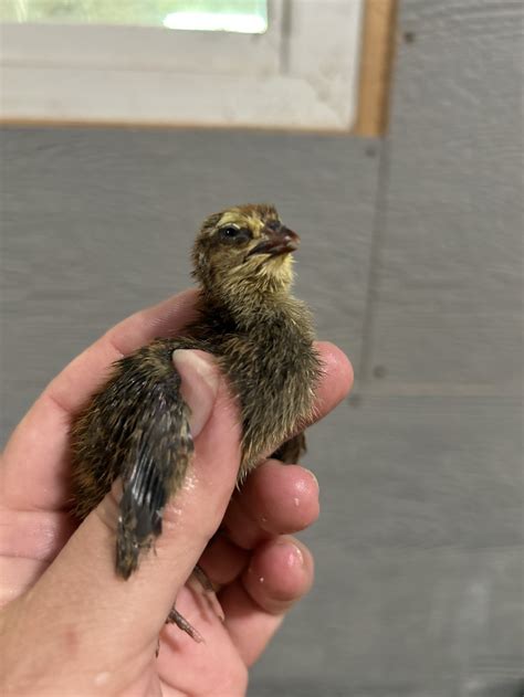 Jumbo Pharaoh Coturnix Quail Hatching Eggs To Be Incubated To Begin
