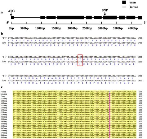 gene structure and amino acid sequence alignment a gene structure of