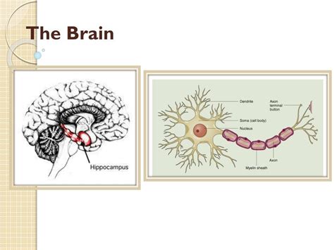 Ppt Computational Modeling Of Neural Networks And Memory Simulation