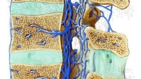 Spinal Decompression Part 1 Did You Know That Gravity Causes Your… By Dinneen Viggiano Medium