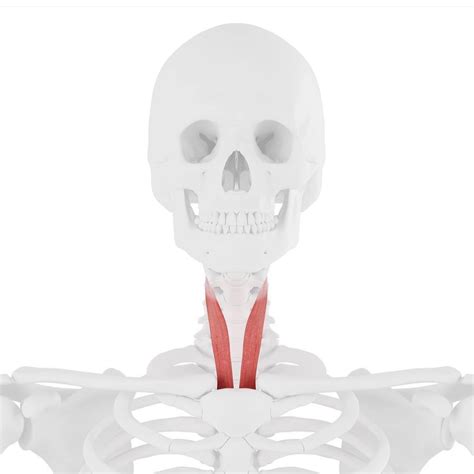 Anatomy Pedia ️ Sternothyroid⁣ ⁣⁣⁣⁣⁣⁣⁣⁣⁣⁣⁣ Origin Posterior Surface Of The Manubrium Below