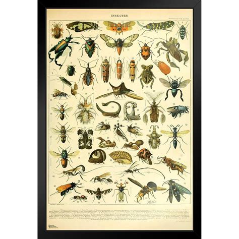 Insects And Bugs Chart