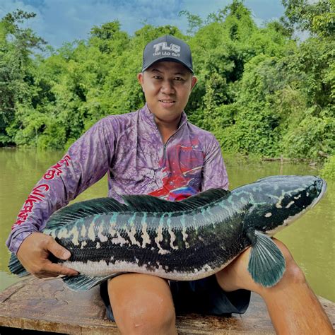 Lần đâu Mang Lóc Bông Khủng Về Lâm Đồng Tamlaoquy By Tâm Lão Quỷ
