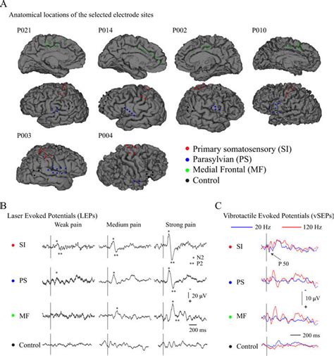 3d Brain Image Reconstruction And Evoked Neuronal Responses A 3d Download Scientific Diagram