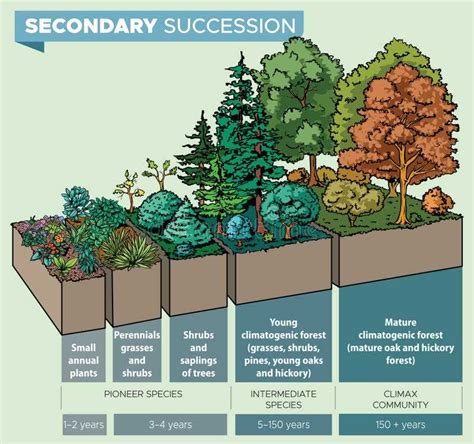 Visualizing The Process Of Secondary Succession A Diagram