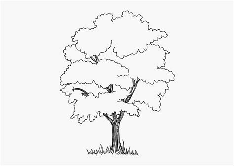 Drawn Jungle Easy Draw Drawing Of A Jungle Tree Free Transparent Clipart ClipartKey