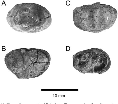 Figure 1 From New Fossils Of Australopithecus Anamensis From Kanapoi West Turkana Kenya 2003