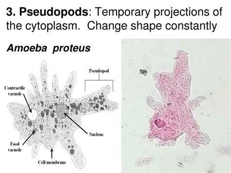 Ppt Kingdom Protista Powerpoint Presentation Free Download Id2830805