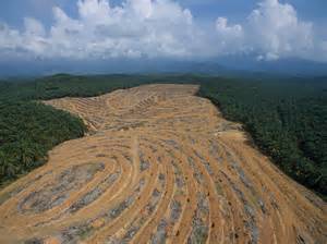 Deforestation In Africa Causes Effects And Solutions